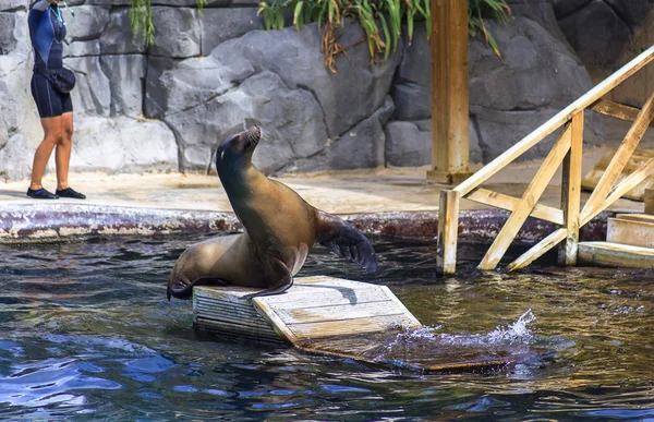 Foca fotos de stock, imágenes de Foca sin royalties | Depositphotos