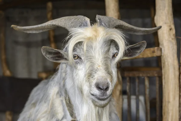 Velké kozy stock fotografie, royalty free obrázky | Depositphotos