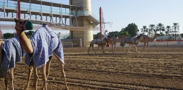Camel racing dubai Stock Photos, Royalty Free Camel racing dubai Images ...