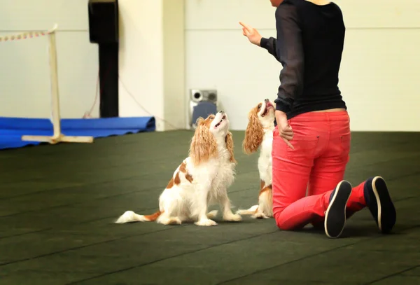 Perro bailando fotos de stock, imágenes de Perro bailando sin royalties ...