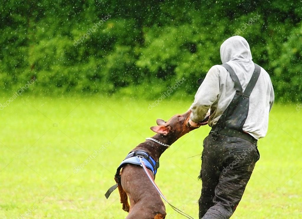 Angry Doberman Pinscher
