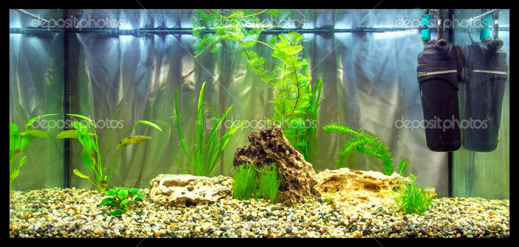 Aquarium — Stock Photo © TroschaMad #48526331