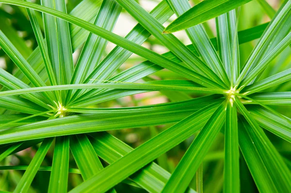Cyperus Stock Photos, Royalty Free Cyperus Images | Depositphotos