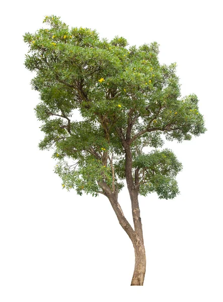 South african tree Stock Photos, Royalty Free South african tree Images ...