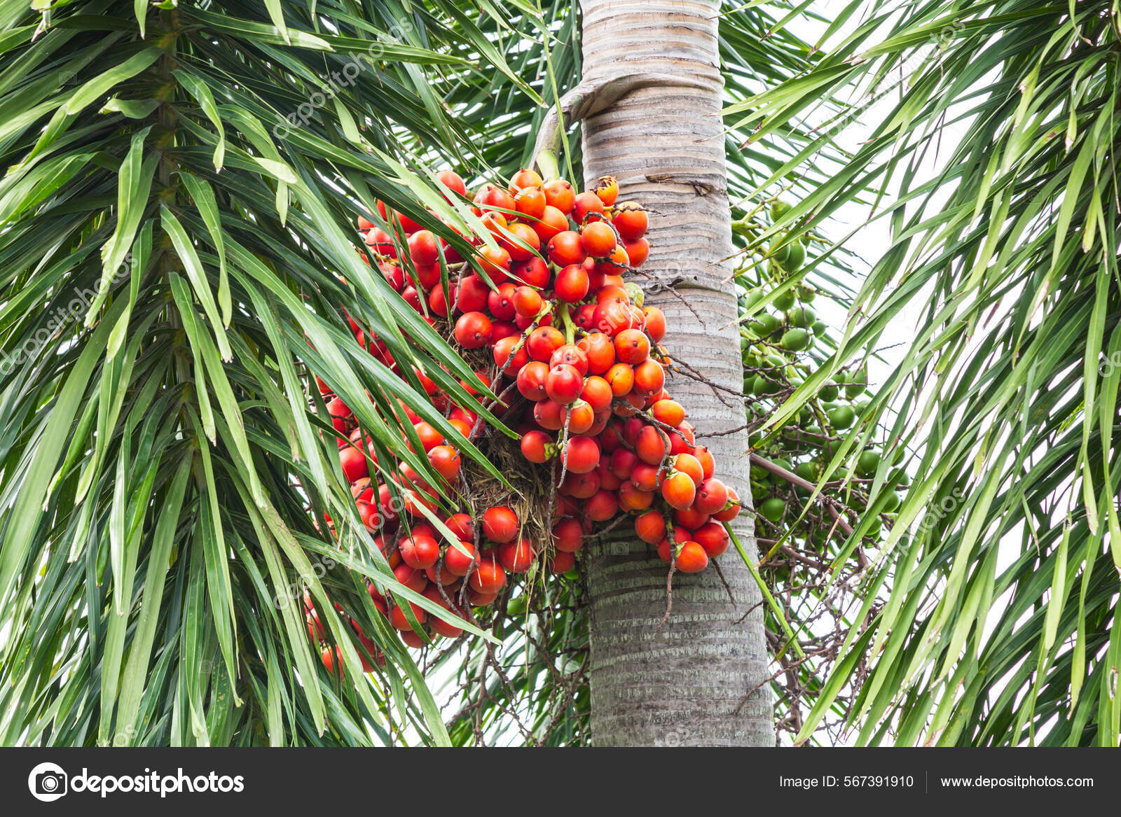 Areca Nut Plant