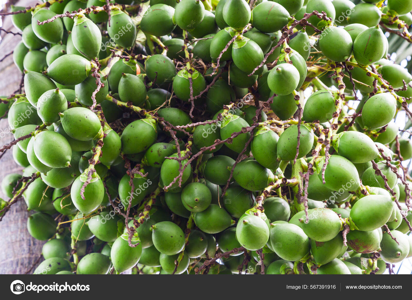 Betel Nut Fruit