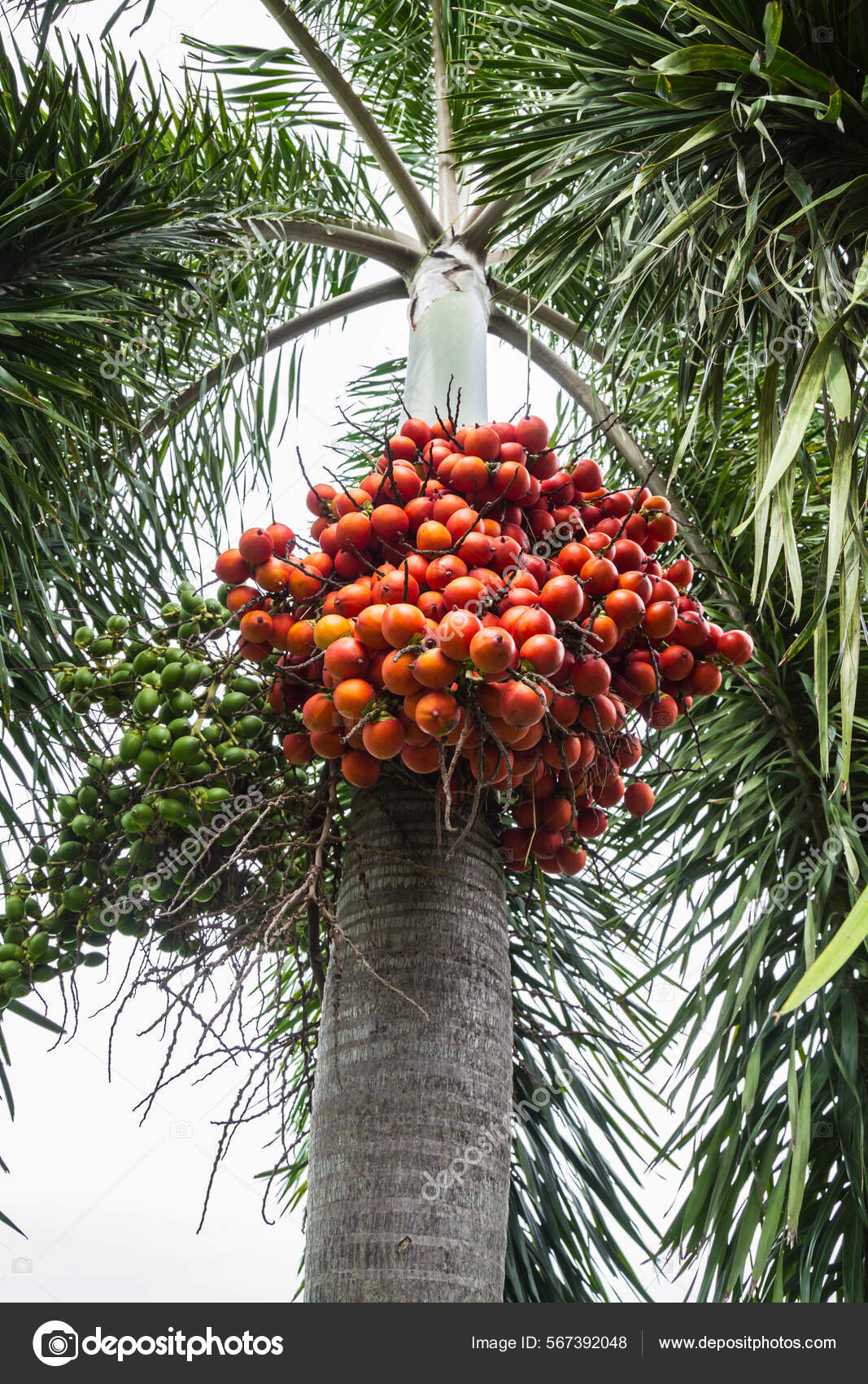 Areca Nut Plant