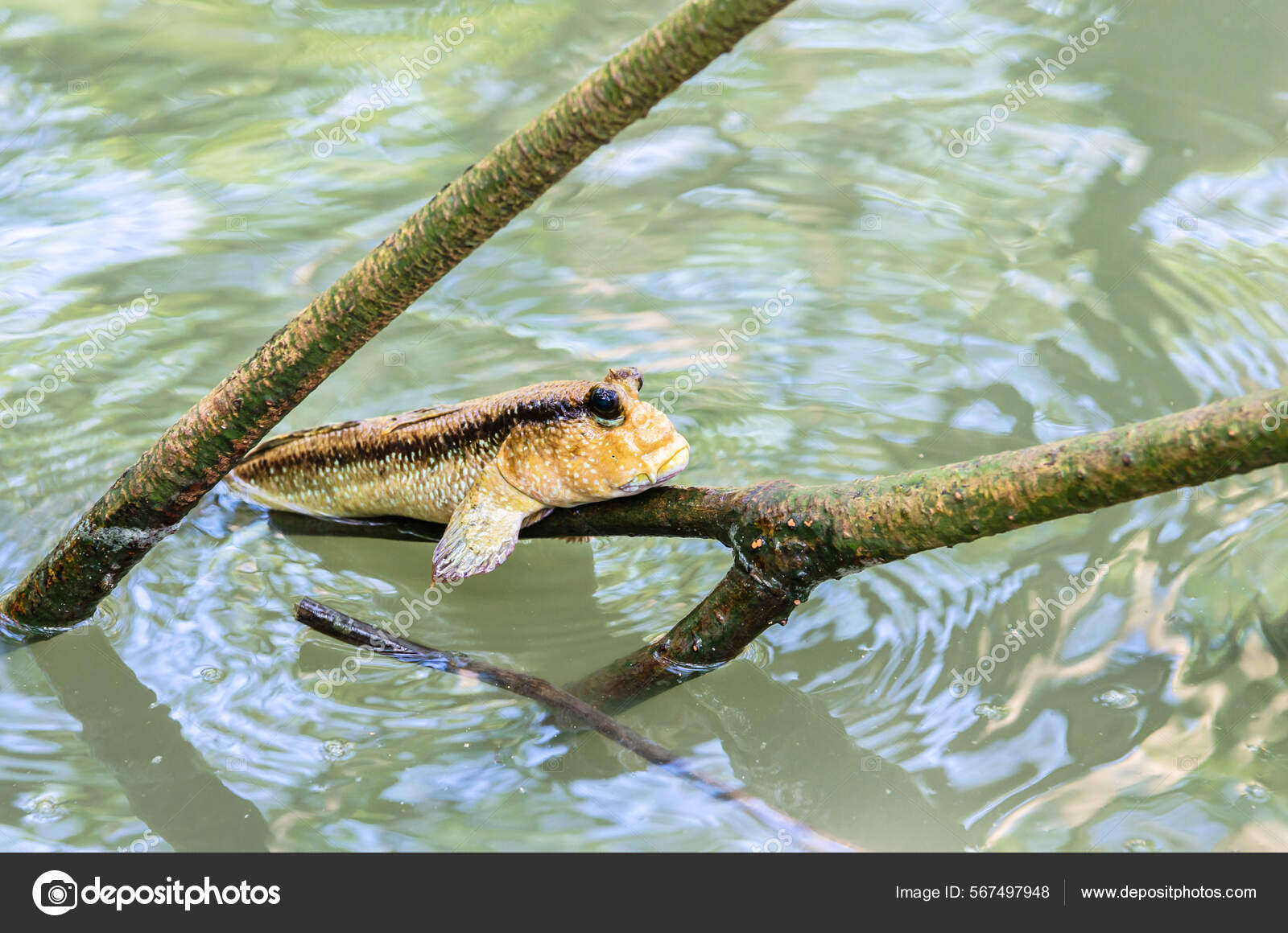 Mudskipper Fish Climbing A Tree