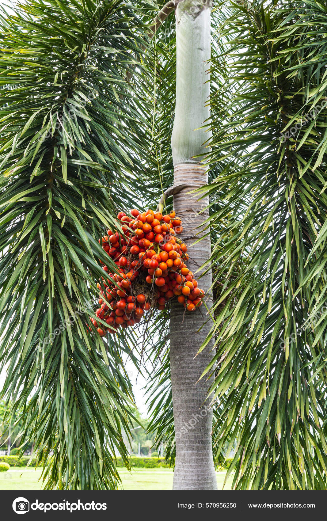 Areca Nut Plant