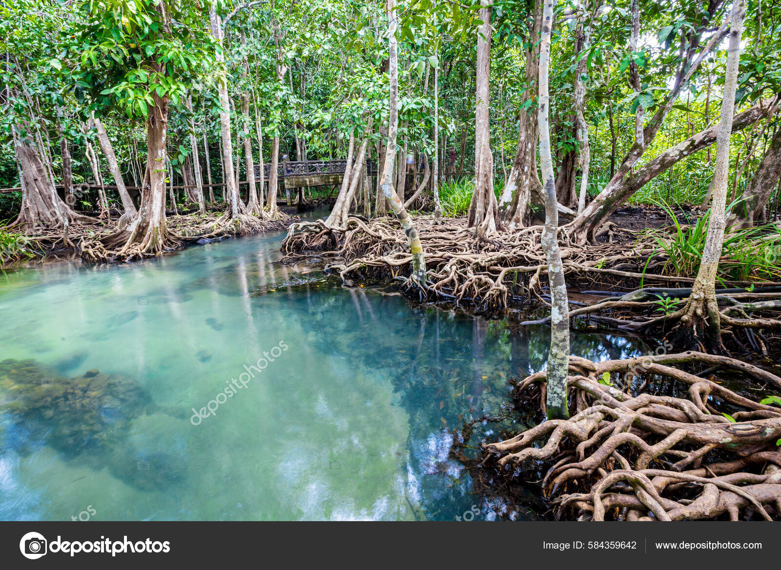 Tropical Tree Roots Tha Pom Mangrove Swamp Forest Flow Water Stock ...