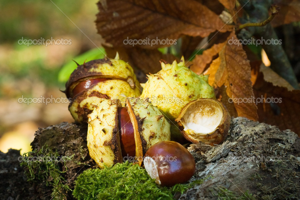 Chestnuts in detail Stock Photo by ©Machacek 39037043
