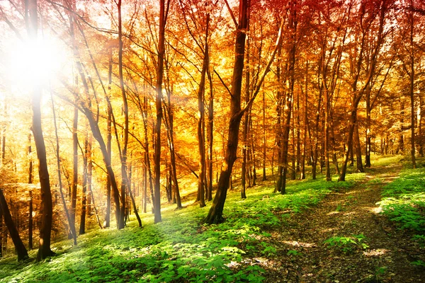 Forest sunset Stock Photos, Royalty Free Forest sunset Images ...
