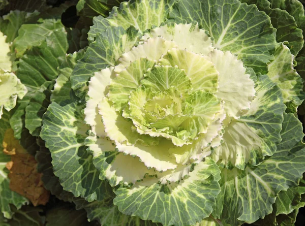 Fleurs de chou comestibles images libres de droit, photos de Fleurs de ...