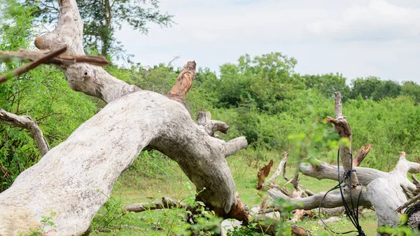 Grandes árboles talados hasta el suelo en el santuario forestal en ...