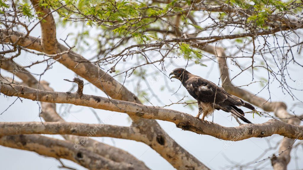 Miel crestada buitre macho pájaro posan en una rama de árbol, fuertes ...