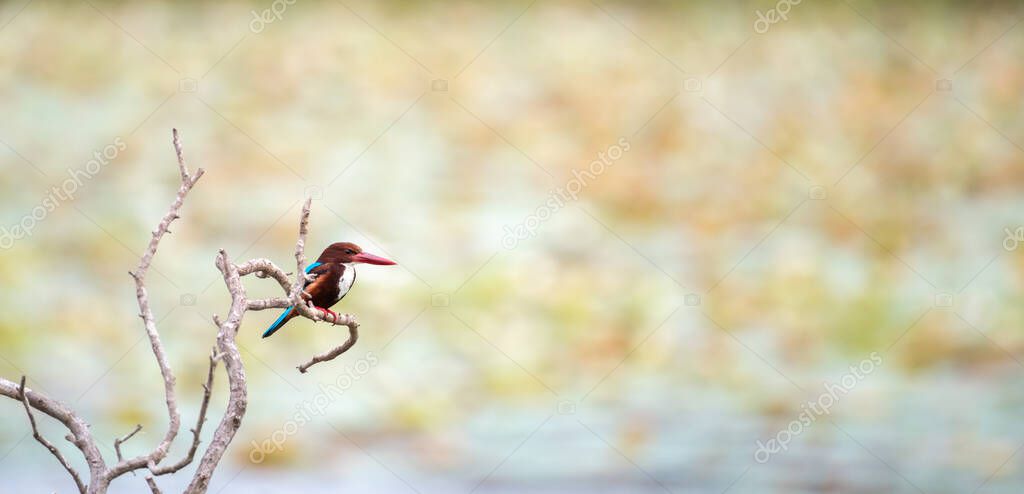 Pescador real de pecho blanco (Halcyon smyrnensis) p jaro posado en una ...