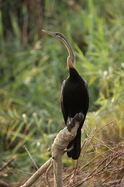 Anhingas Stock Photos, Royalty Free Anhingas Images | Depositphotos