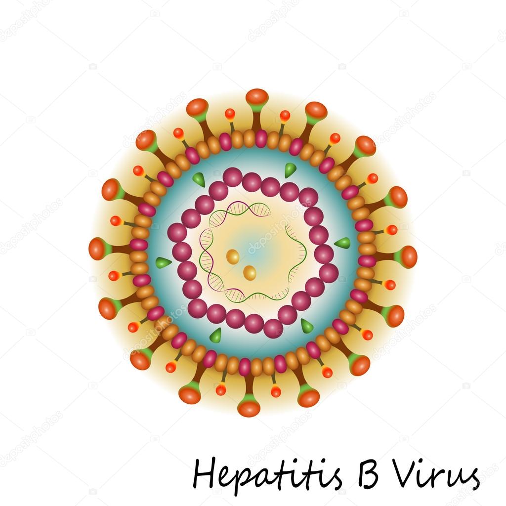 Hepatitis Virus Structure
