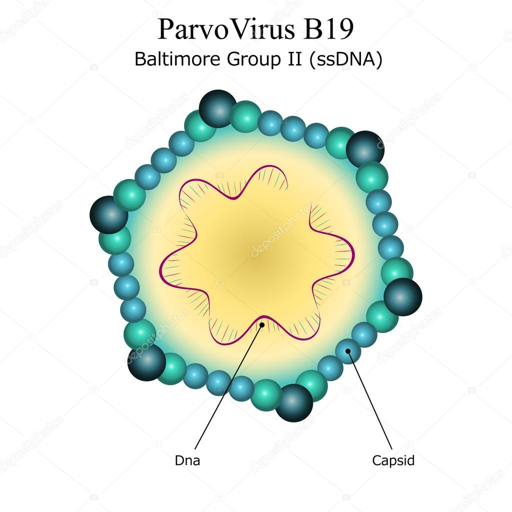 Diagrama de estructura de partículas parvo virus b19 — Vector stock ...