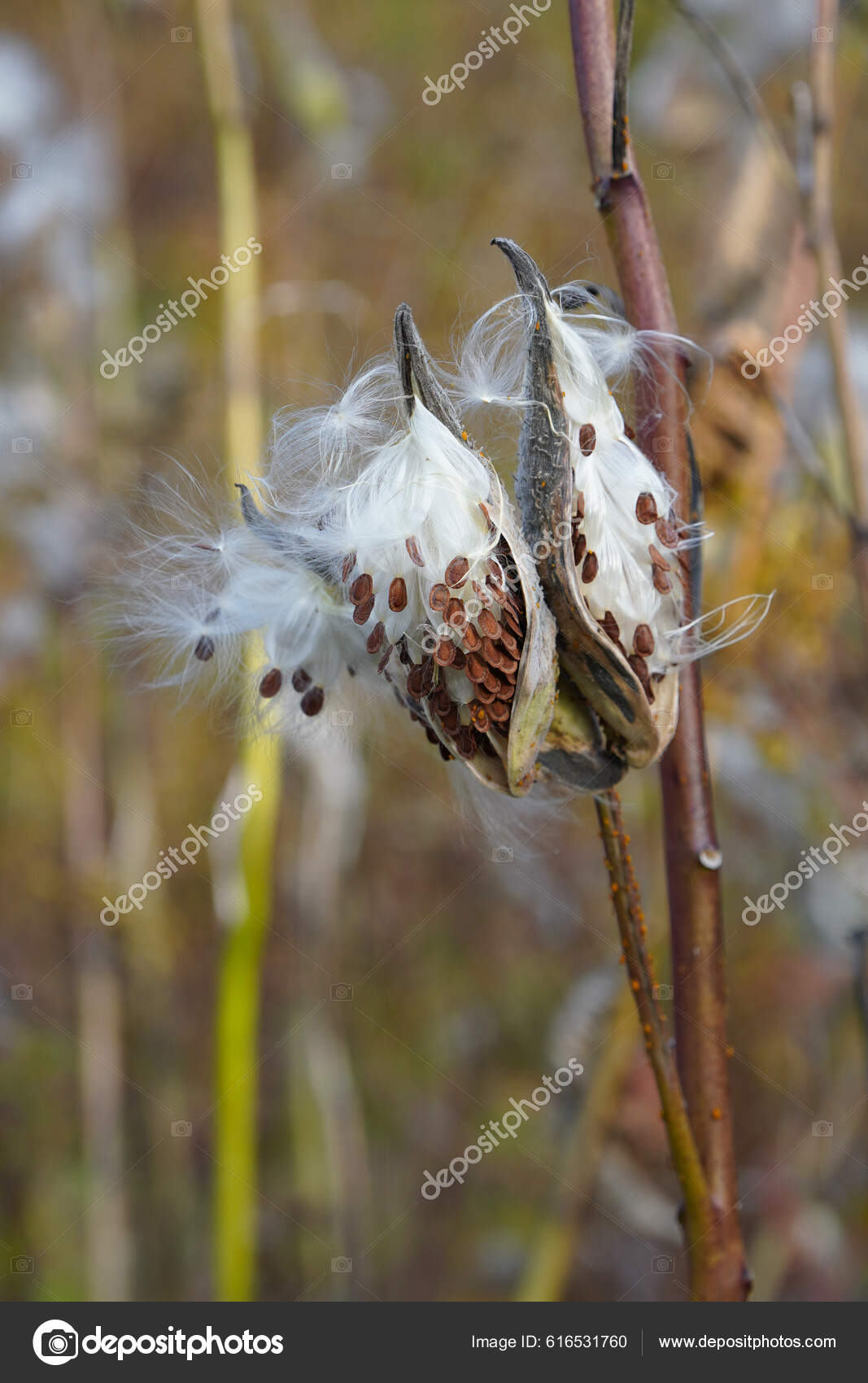 Milkweed Seed Dispersal