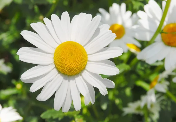 National Flower Of Russia