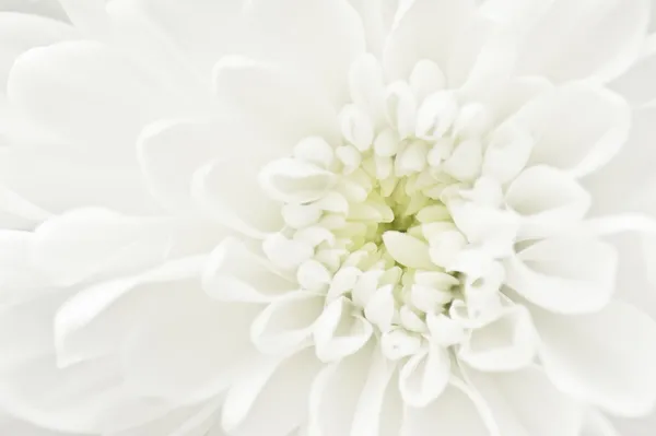 Textura perfeita de crisântemo Stock Photos, Royalty Free Textura ...