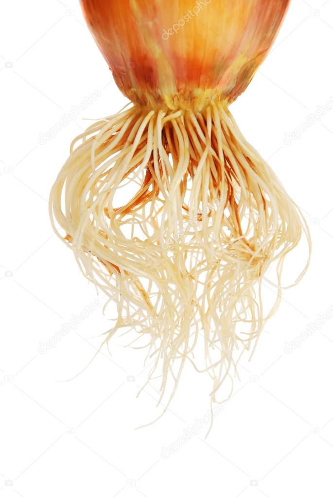 Raíz de cebolla: fotografía de stock © idal #43983955 | Depositphotos