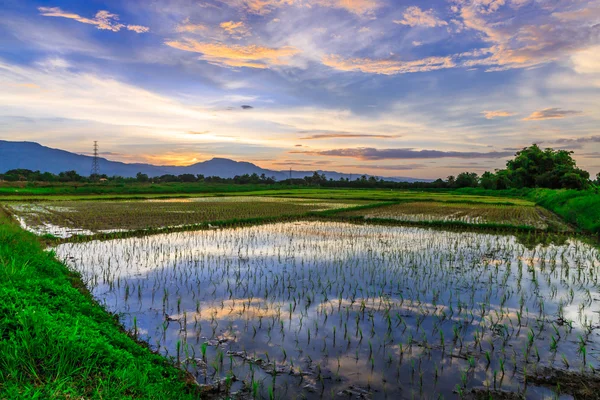 Philippines rice field Stock Photos, Royalty Free Philippines rice ...