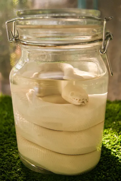 ホルマリン Stock Photos, Royalty Free ホルマリン Images | Depositphotos