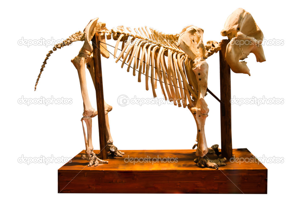 Elephant bone Stock Photo by ©Nong2645 38839703
