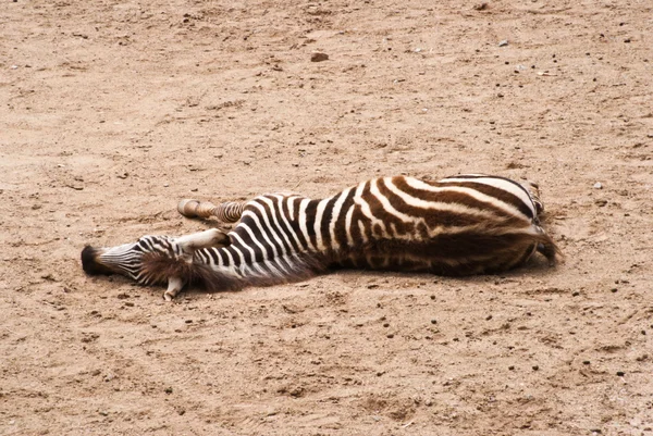 Zebra sleeping Stock Photos, Royalty Free Zebra sleeping Images ...