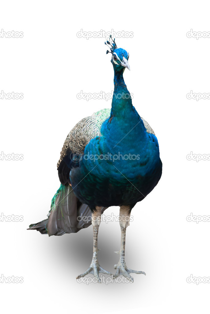 Peacock white background Stock Photo by ©Nong2645 38886287