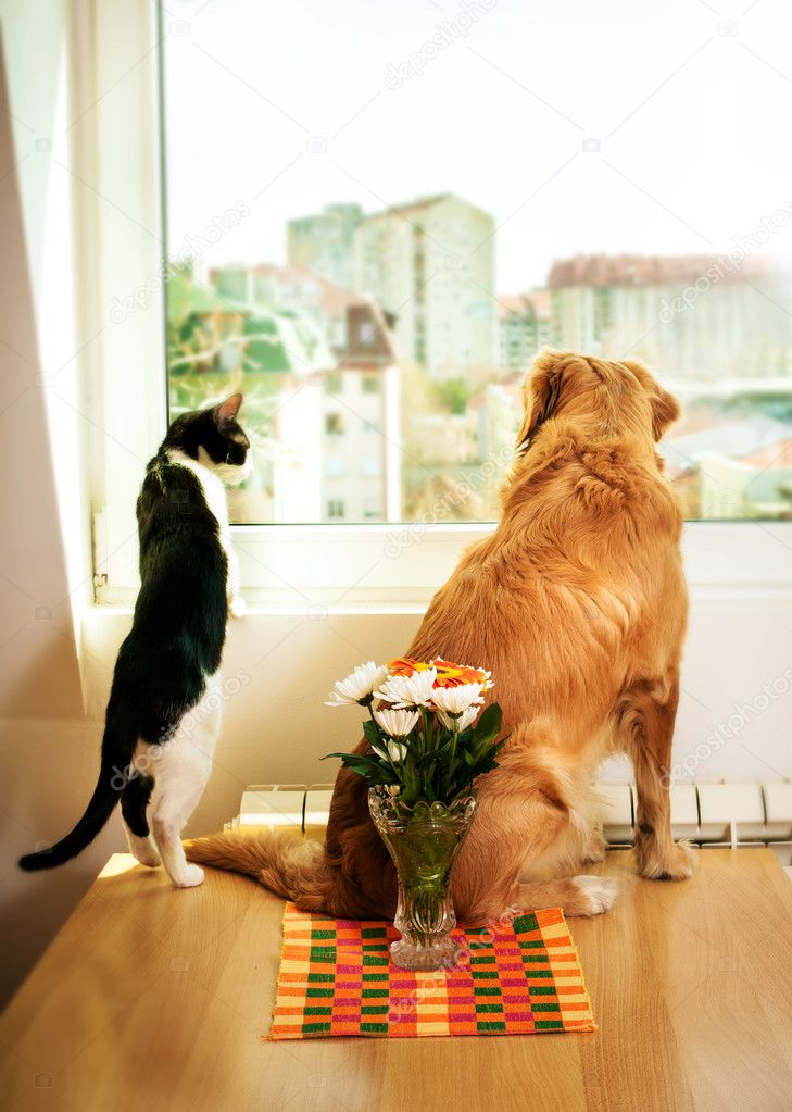 Dog and cat Stock Photo by ©grki 42787285