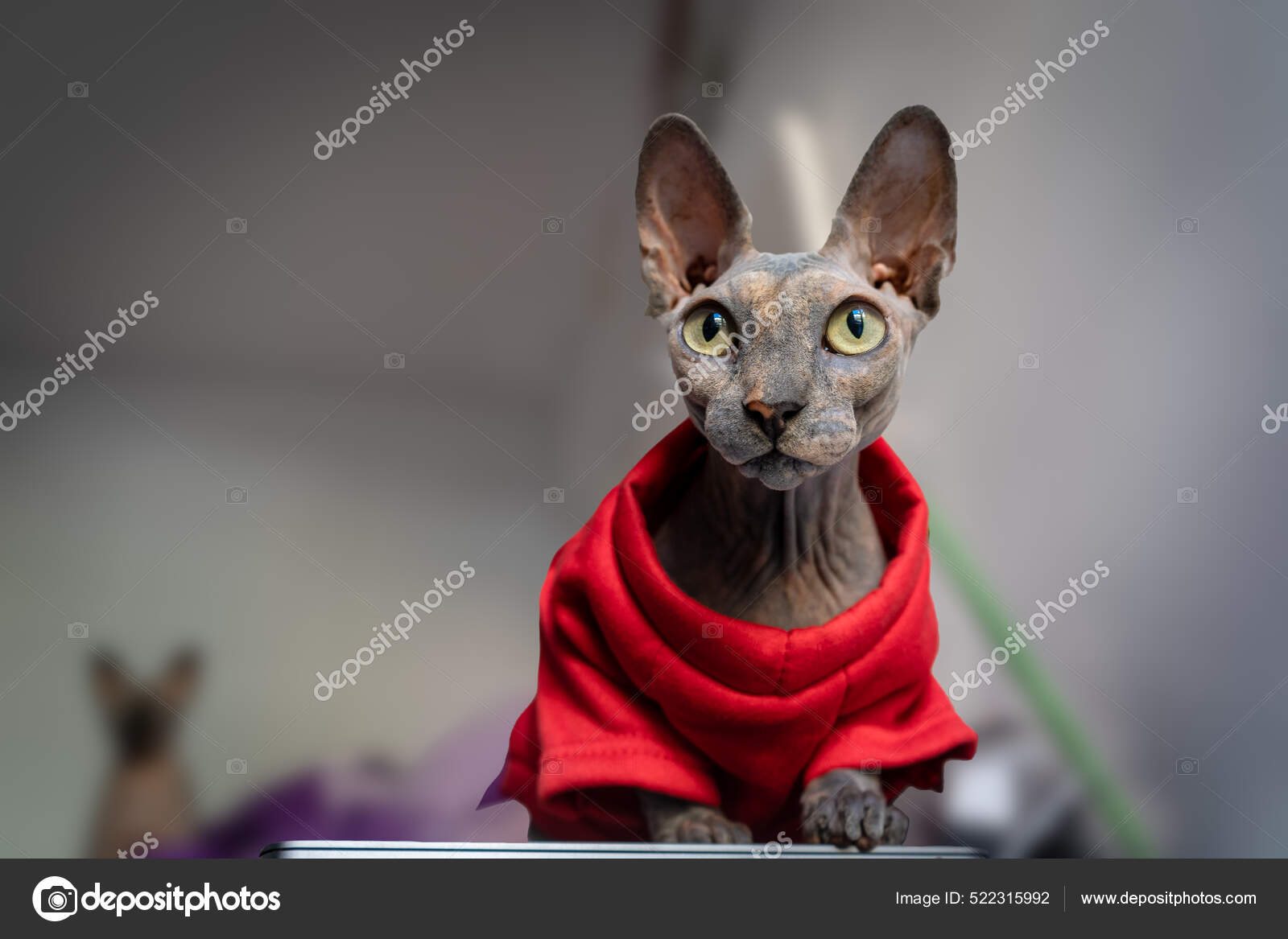 Red Sphynx Cat