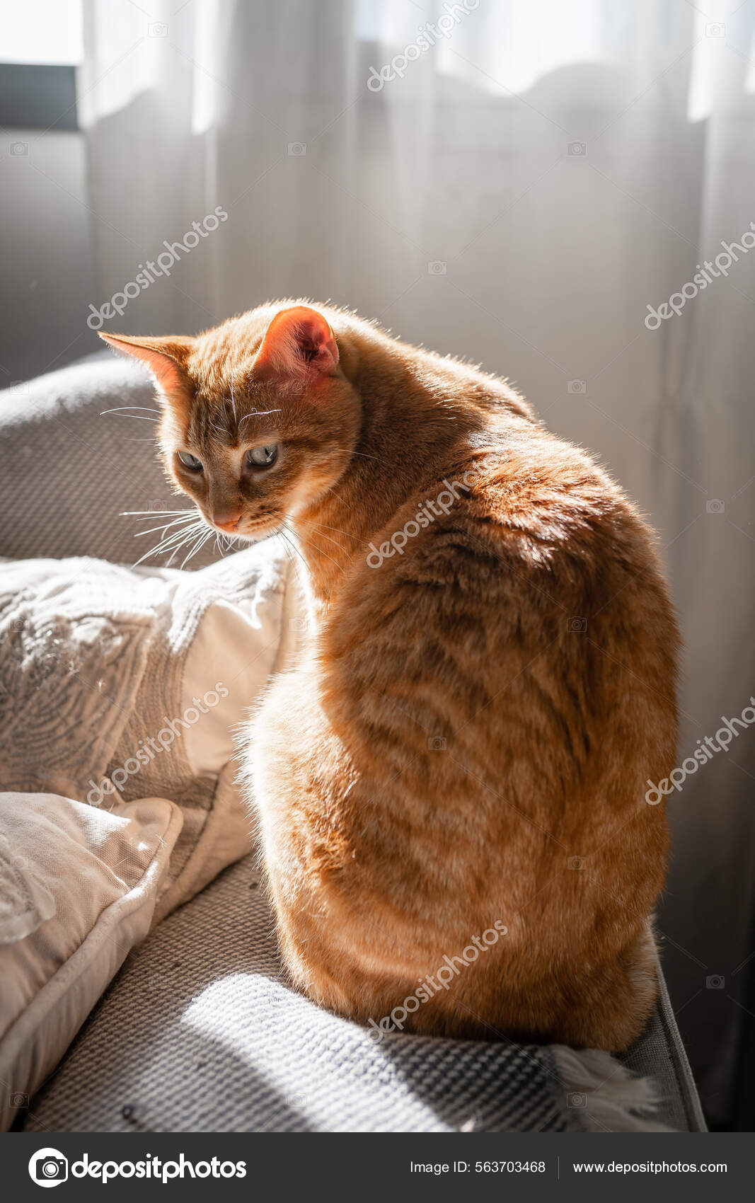 Light Ginger Cat With Green Eyes