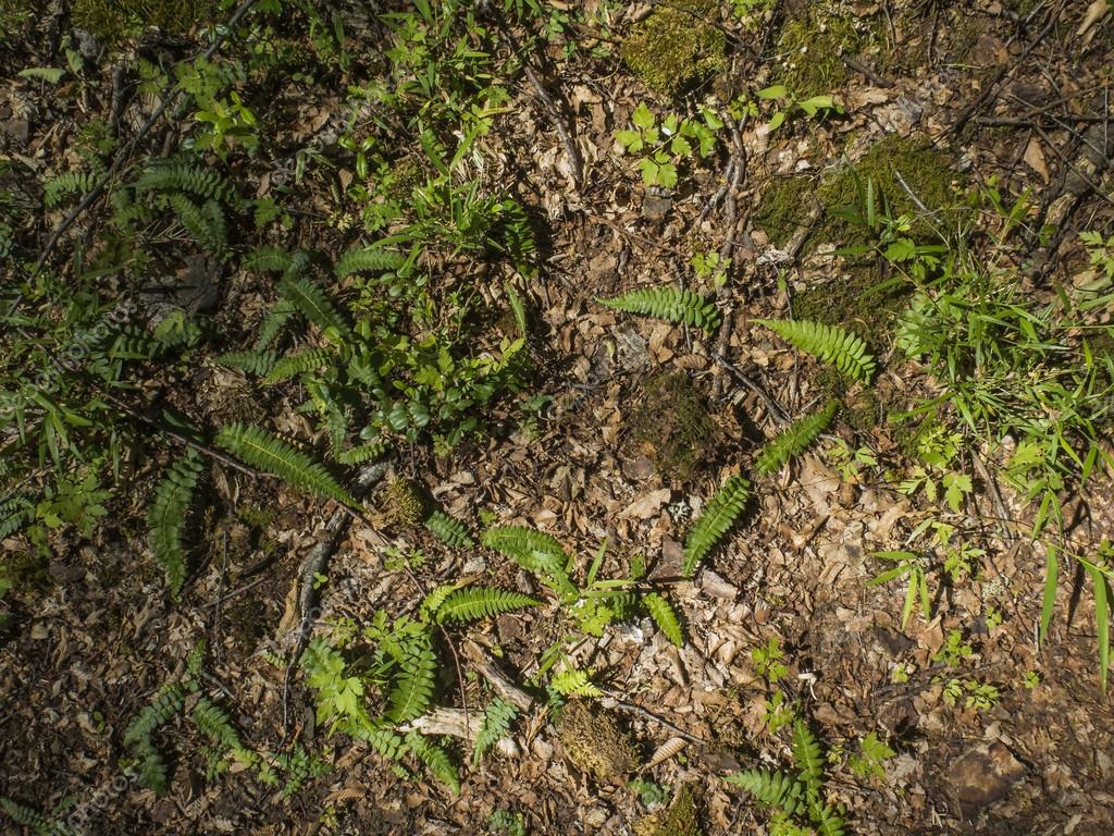 Forest ground Stock Photo by ©SimonLaprida 39214797