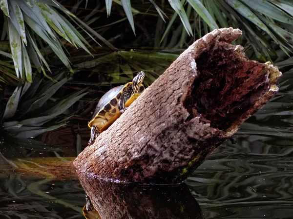 Peninsula Cooter Turtle Bump on a Log Stock Photo by ©jillyafah 40735611