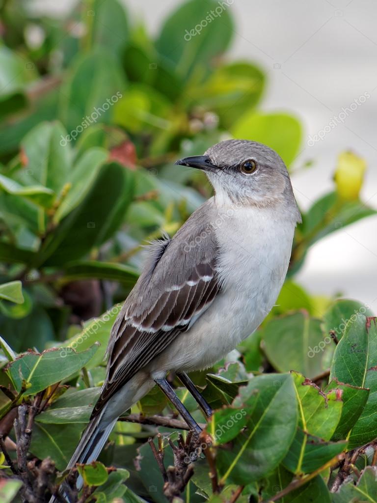 The Florida State Bird - Northern Mockingbird — Stock Photo © jillyafah ...