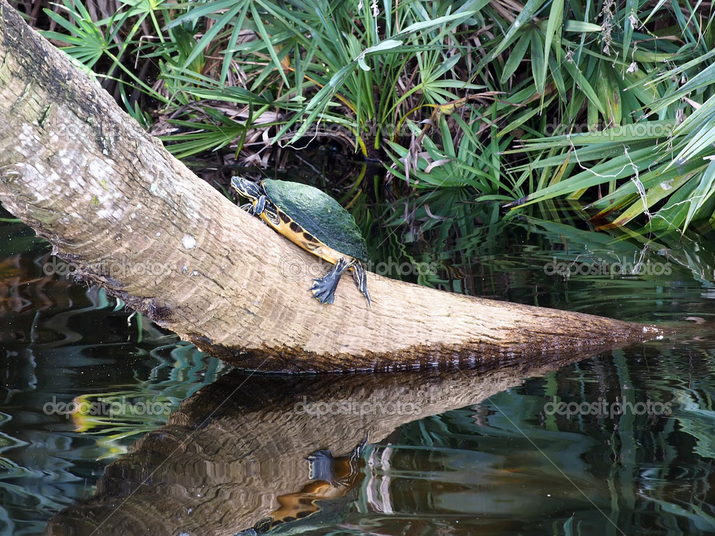 Peninsula Cooter Turtle Bump on a Log Stock Photo by ©jillyafah 40735611