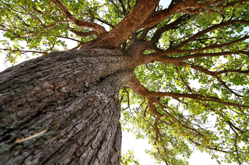 Vertical photo of an old tree. Stock Photo by ©mihai_tamasila 39020123