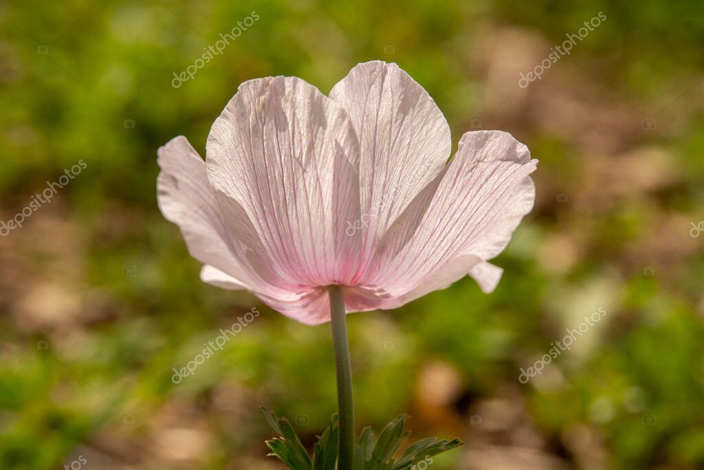 Hermosas Anémonas rosadas silvestres creciendo en áreas boscosas y ...