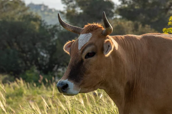 Israel cattle Stock Photos, Royalty Free Israel cattle Images ...