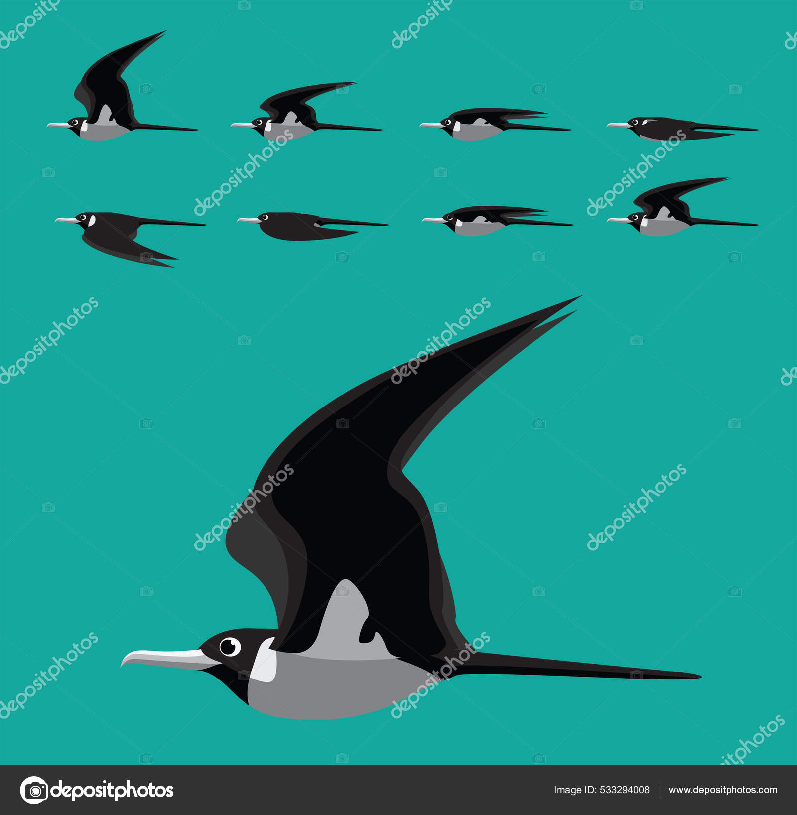 Frigate Bird Drawing