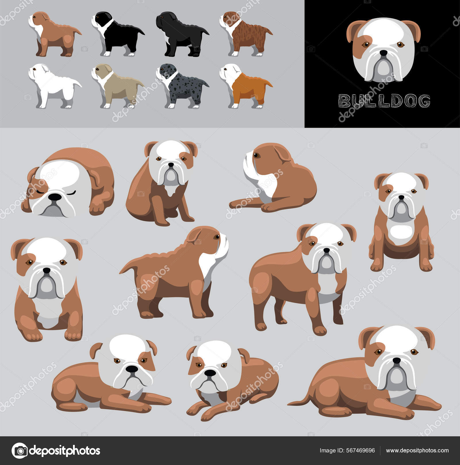 Variation In Dogs