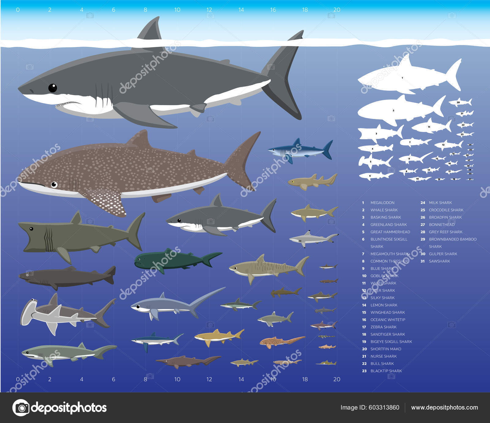 Shark Sizes Comparisons Cartoon Vector Illustration Set Stock ...