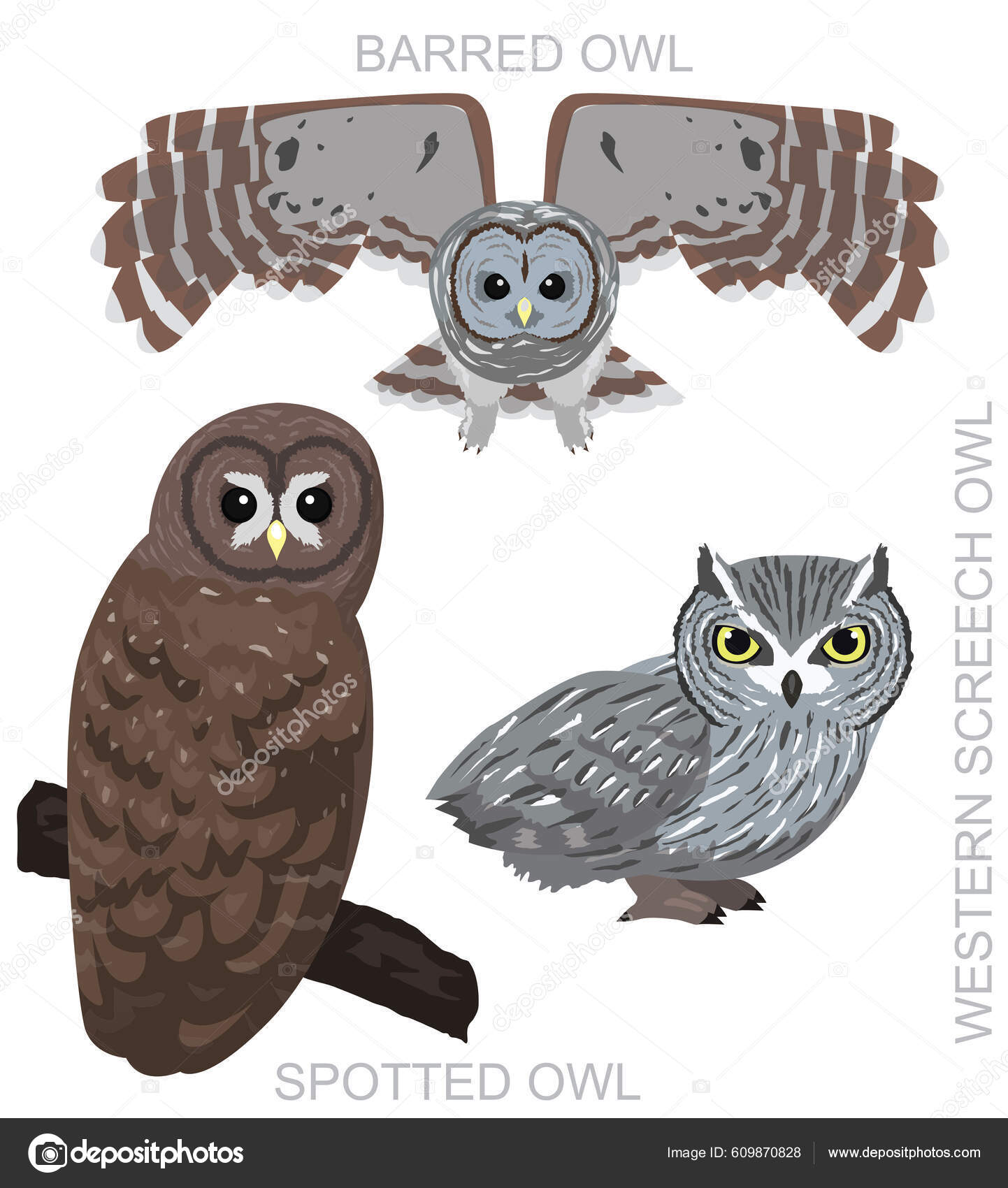 Striped Owl Clipart