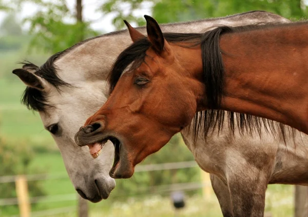 Horse mating Stock Photos, Royalty Free Horse mating Images | Depositphotos