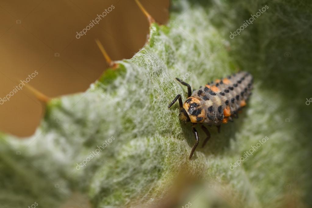 Ladybug larva — Stock Photo © archeophoto #49662183