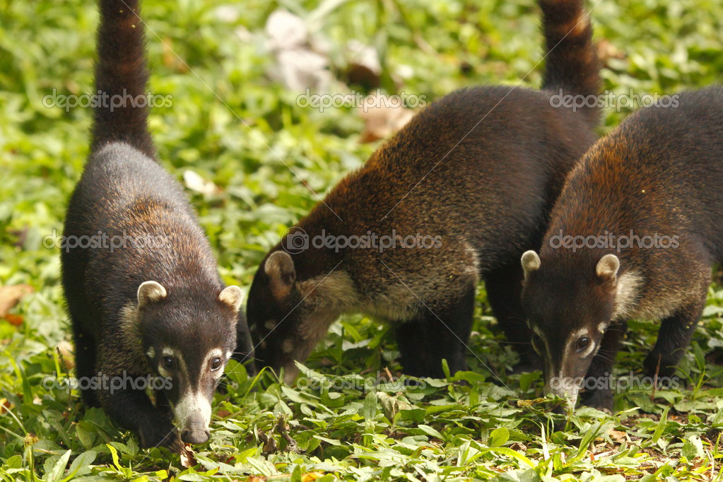 coatí de tronco de elefante blanco (Nasua narica, nasua narica) en la ...