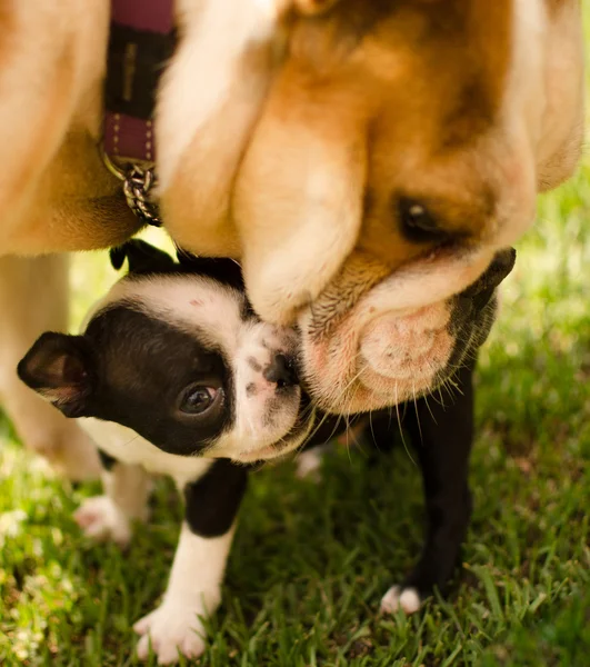 Free pictures pets Stock Photos, Royalty Free Free pictures pets Images ...